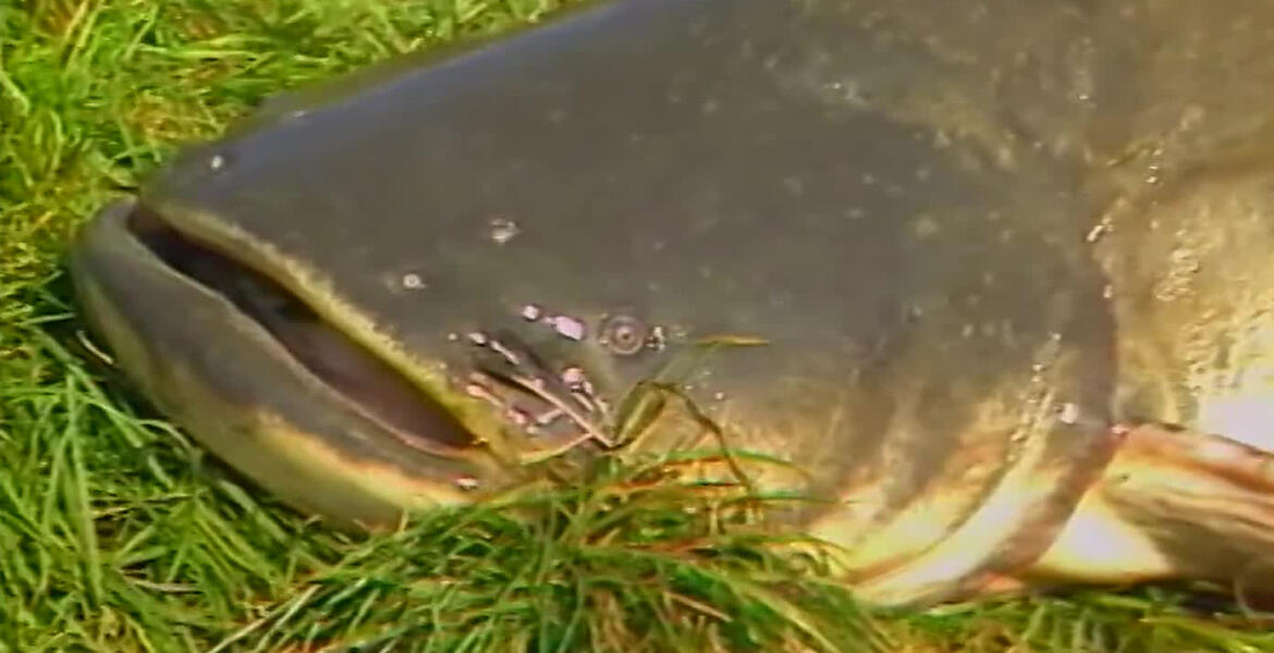 Le silure, «le requin d'eau douce de la Bourgogne» | INA