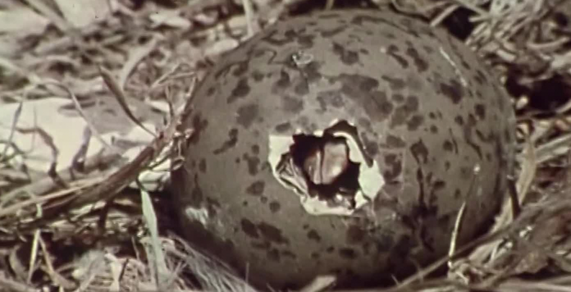 Naissance d'un bébé goéland à Perros-Guirec | INA