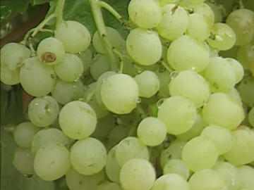 L'INRA met au point une nouvelle variété de raisin sans pépins | INA