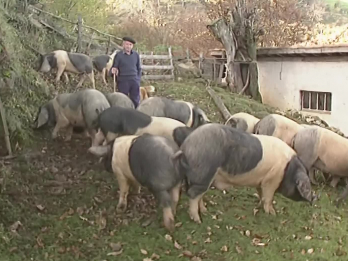 Le porc Basque renaît les Aldudes | INA