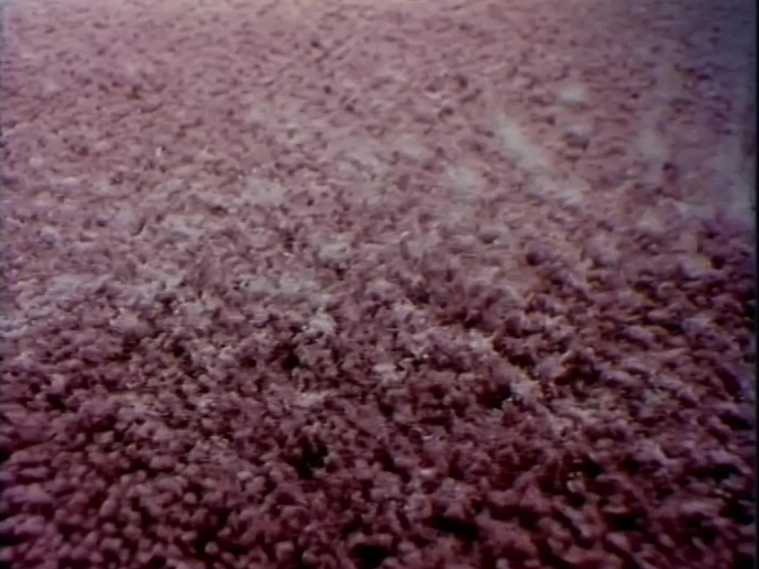 Johnson : Express poudre : nettoyant tapis moquettes - version 2 | INA