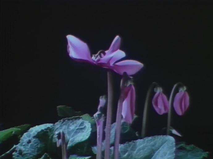 POKON : Fleurs d'appartement cyclamen | INA