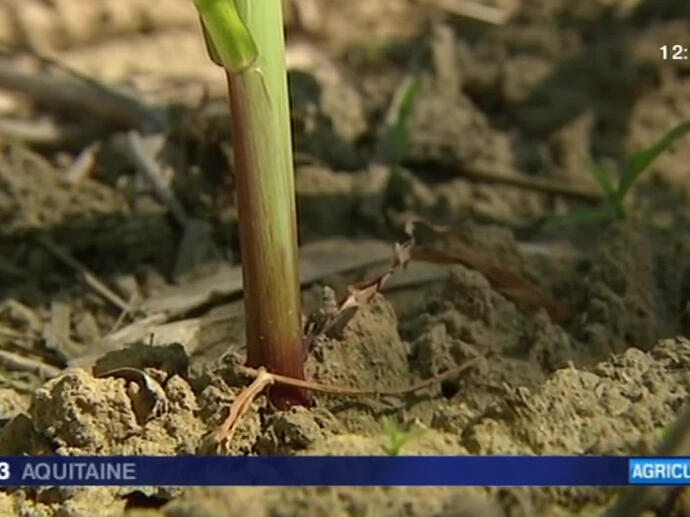 Irrigation des champs de maïs par des gaines enfouies dans le sol | INA