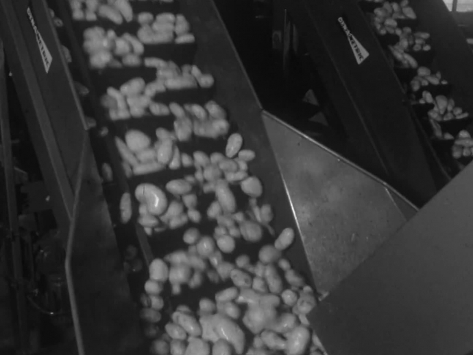 Machine à calibrer les pommes de terre | INA