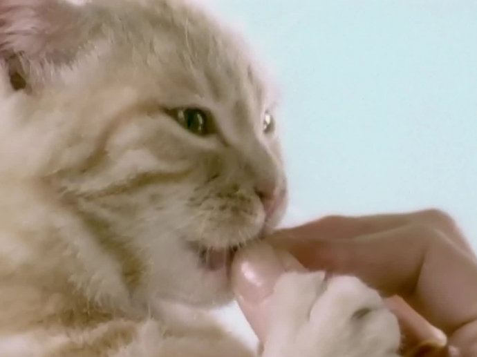 Megepil chat : Avec flash | INA