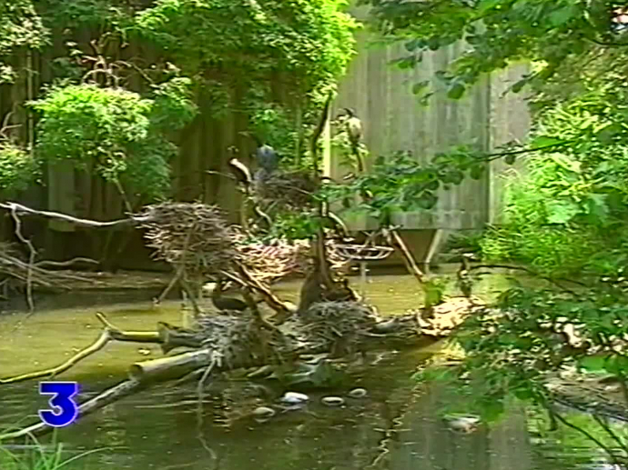 Zoo de Bâle : les animaux et la canicule | INA