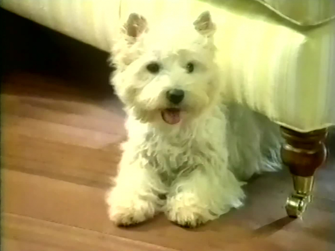CESAR : ALIMENT POUR CHIEN | INA