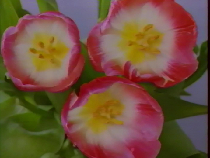 CRACOTTES CRAQUINETTE : BISCOTTES FOURREES ABRICOT | INA