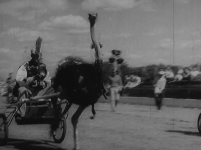 Course de chameaux et d'autruches | INA