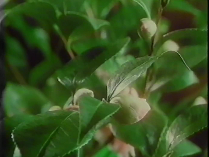 SUBSTRAL : ENGRAIS OLIGO-ELEMENTS PLANTE VERTE | INA