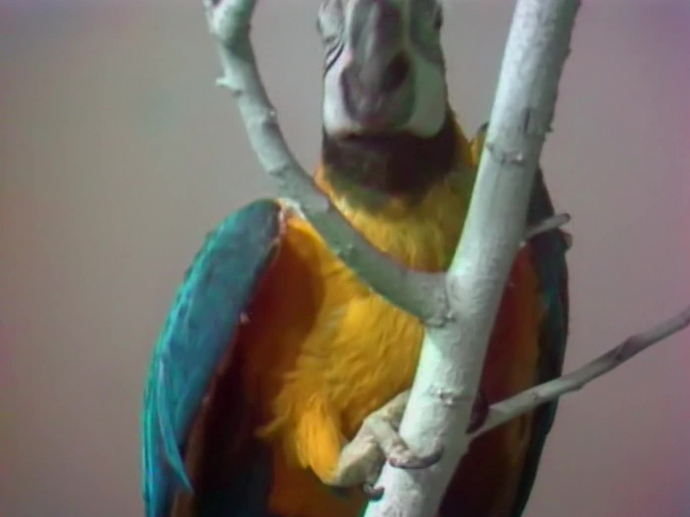 Claude François "Timoléon" | INA