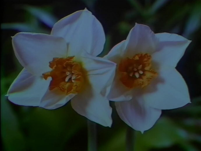 CNIH : Bonjour les fleurs | INA