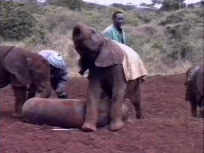 Kenya braconnage | INA