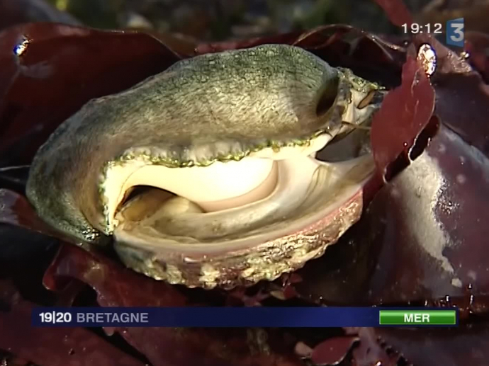 Elevage d'ormeaux en mer | INA