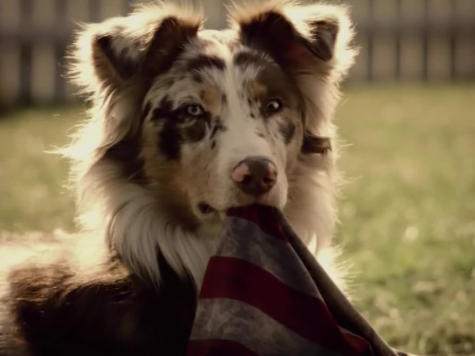 Skip tablets : Skip dog | INA