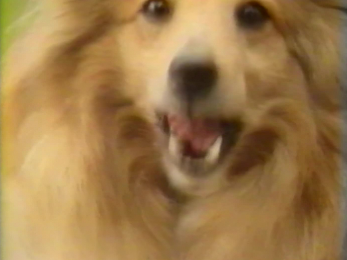 PAL PEDIGREE MARKIES : ALIMENTS CHIENS GAMME | INA