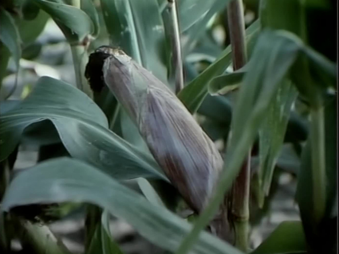 LIMAGRAIN : le pays du maïs | INA