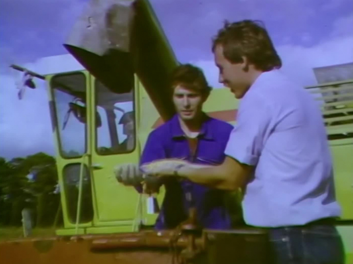 SEMENCES LG : Semences de maïs : Grain de pays | INA