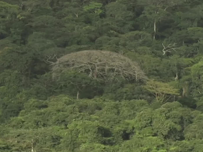 Gabon : arbre remarquable dans la forêt | INA