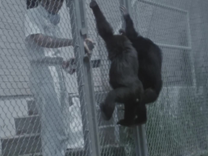 Le singe et l'ordinateur | INA