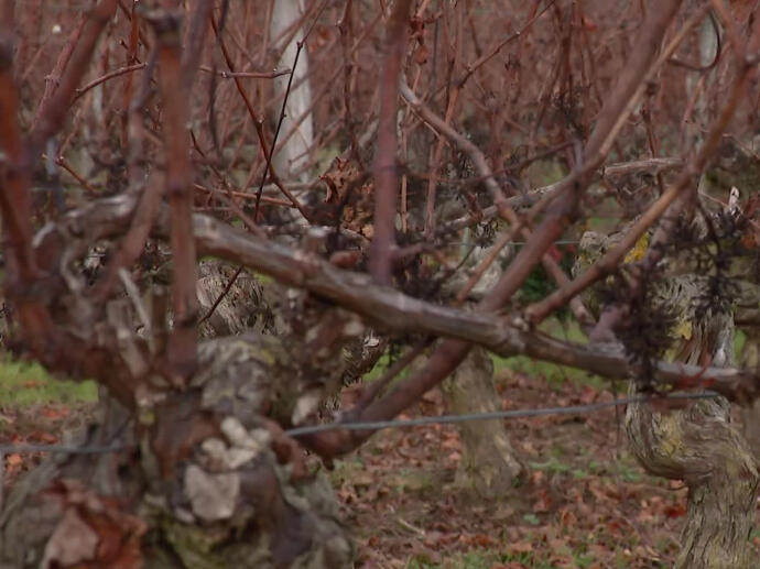 Les vins AOP d'Anjou | INA