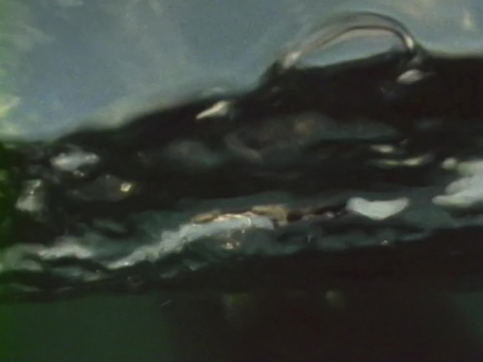 La reproduction des baleines franches | INA