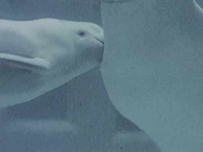 Naissance d'un bébé béluga au zoo de Vancouver | INA