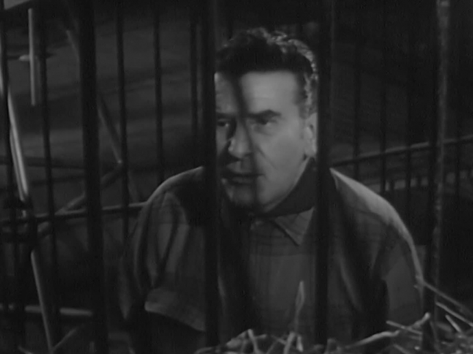 1959, lorsque Jim Frey tentait de dresser le tigre Jupiter | INA