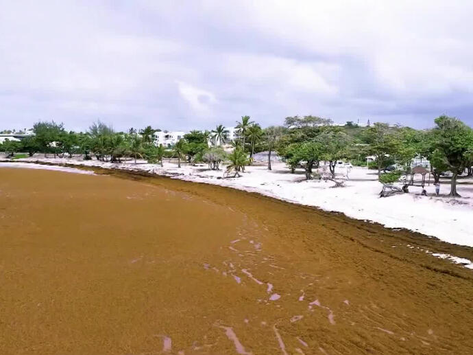 Le calvaire des sargasses aux Antilles | INA