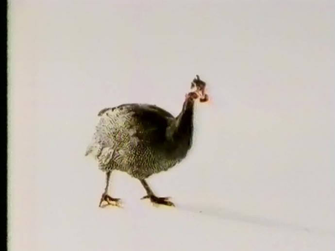 LABEL ROUGE VOLAILLES FERMIERES CHALLANS : VOLAILLE | INA