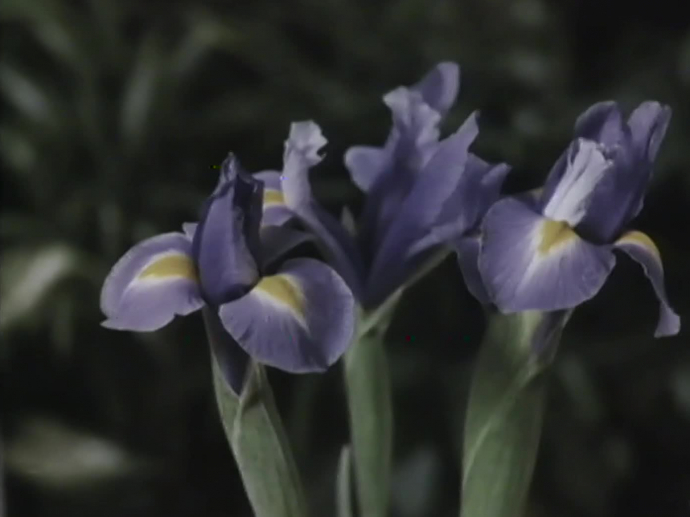 COLLECTIVE DES FLEURS : FLEURS | INA