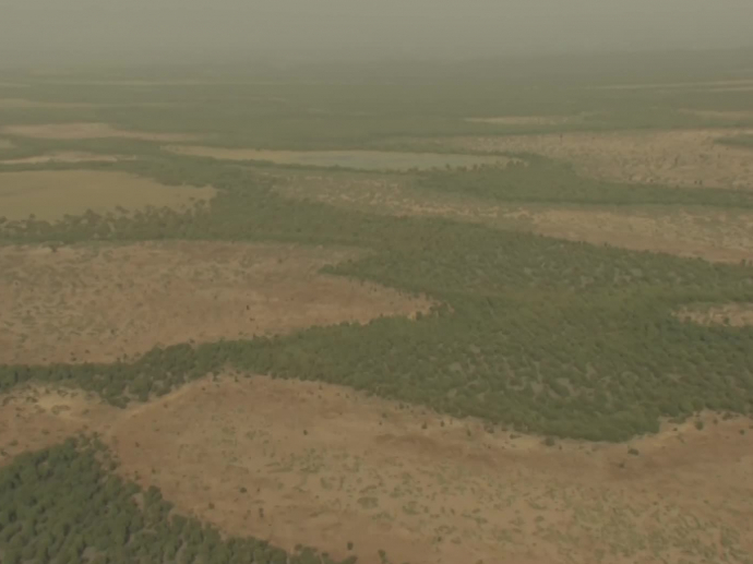 Tchad : arbres en zone humide | INA