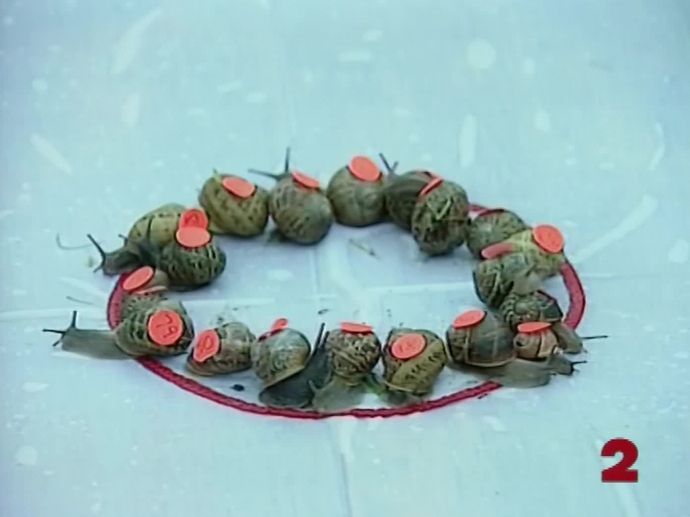 Course d'escargots | INA