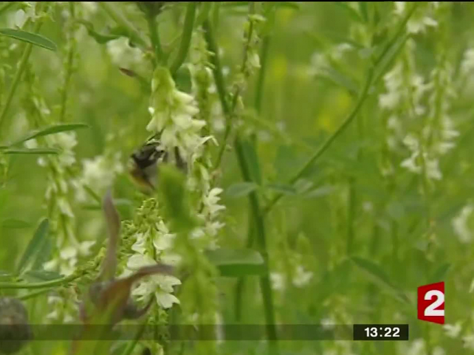 Jachères apicoles | INA
