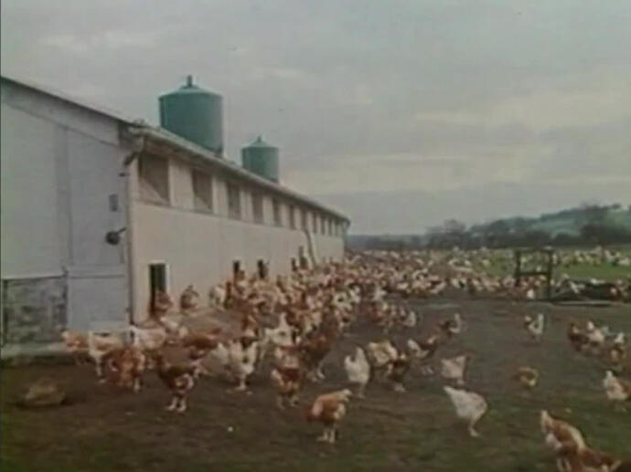 Souveraineté alimentaire : mais qui a plumé le poulet français ? | INA