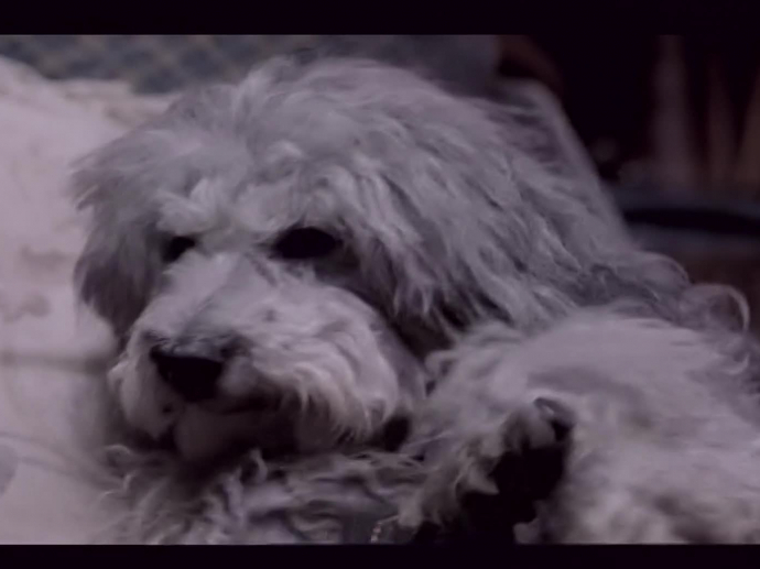 Pringles : Dog 2 | INA