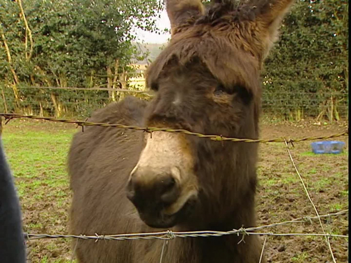 Plainte en justice contre l'âne Pedro | INA