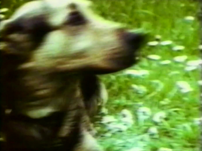 GINI : BOISSON GAZEUSE SODA | INA