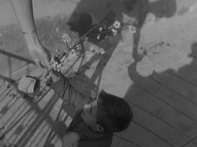 Amandiers en fleurs | INA