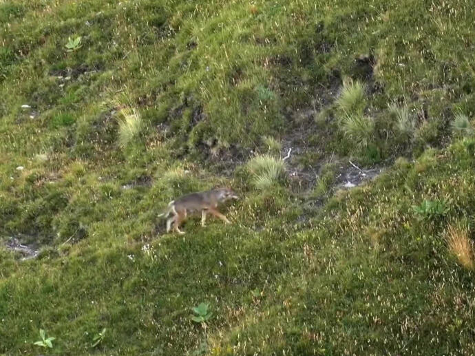 Grand format : loups, de plus en plus nombreux en France | INA
