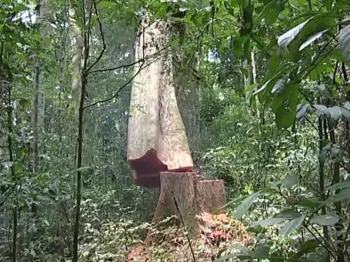 La forêt du bassin du Congo protégée depuis 2005 | INA