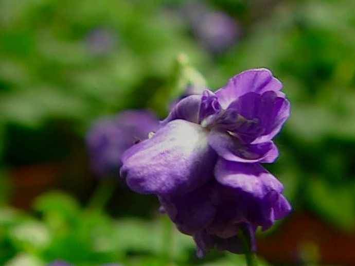 Les violettes de Toulouse | INA