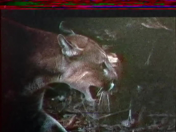 Ron-Ron : Croquettes pour chats : le félin | INA