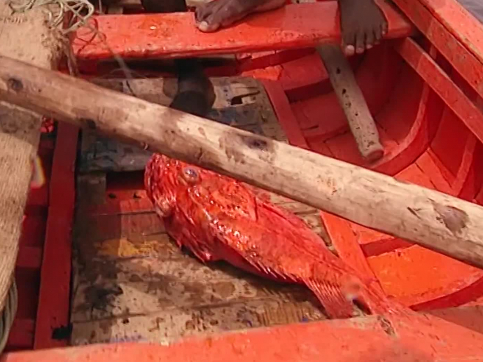 Pêche de survie au Cap Vert | INA