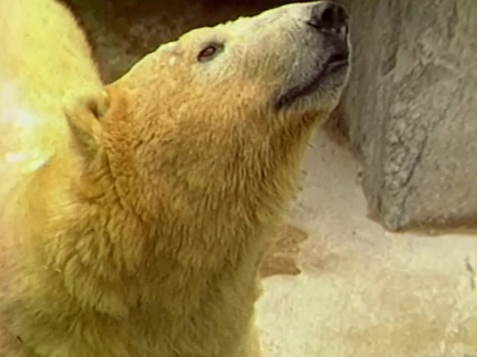 Bébé ours blanc | INA