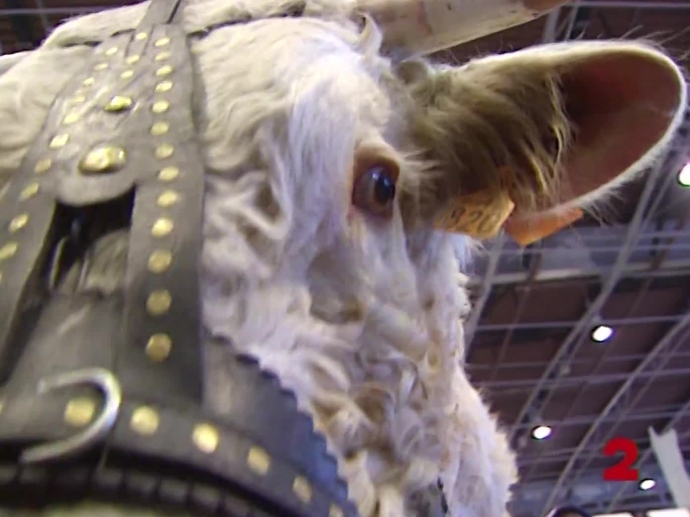 Défilés des animaux vedettes au Salon de l'agriculture à Paris | INA