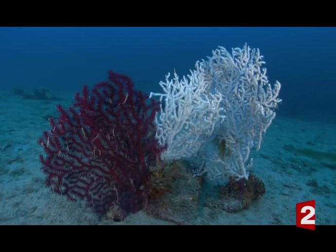 Plongée profonde en Méditerranée | INA