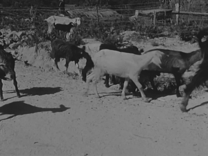 Le plan de Constantine n° 4 | INA