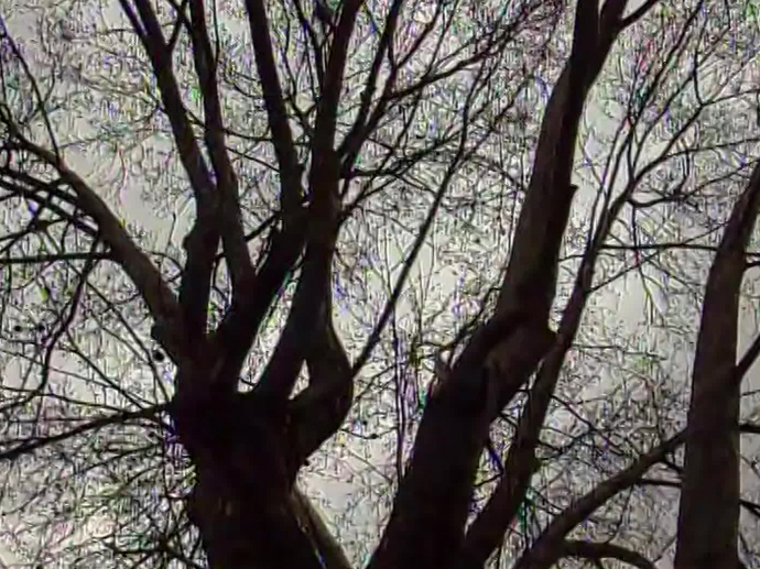 Info? Intox? Une prime de 500.000 francs par arbre sauvé à Paris? | INA