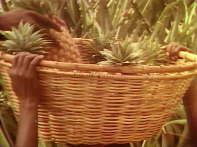 ANANAS FRAIS de Côte d'Ivoire : panier | INA